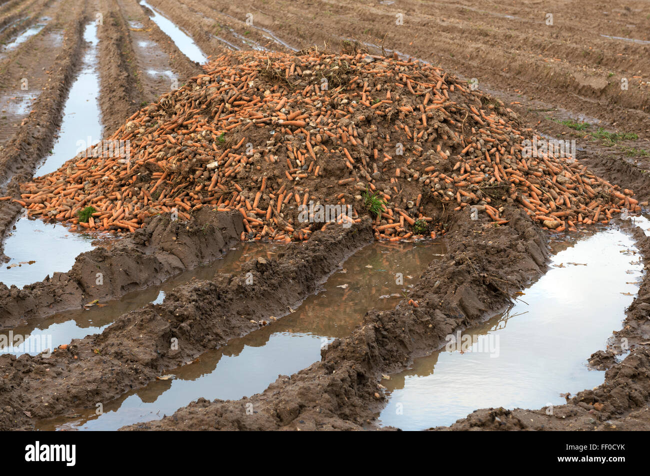 Food waste hi-res stock photography and images - Alamy