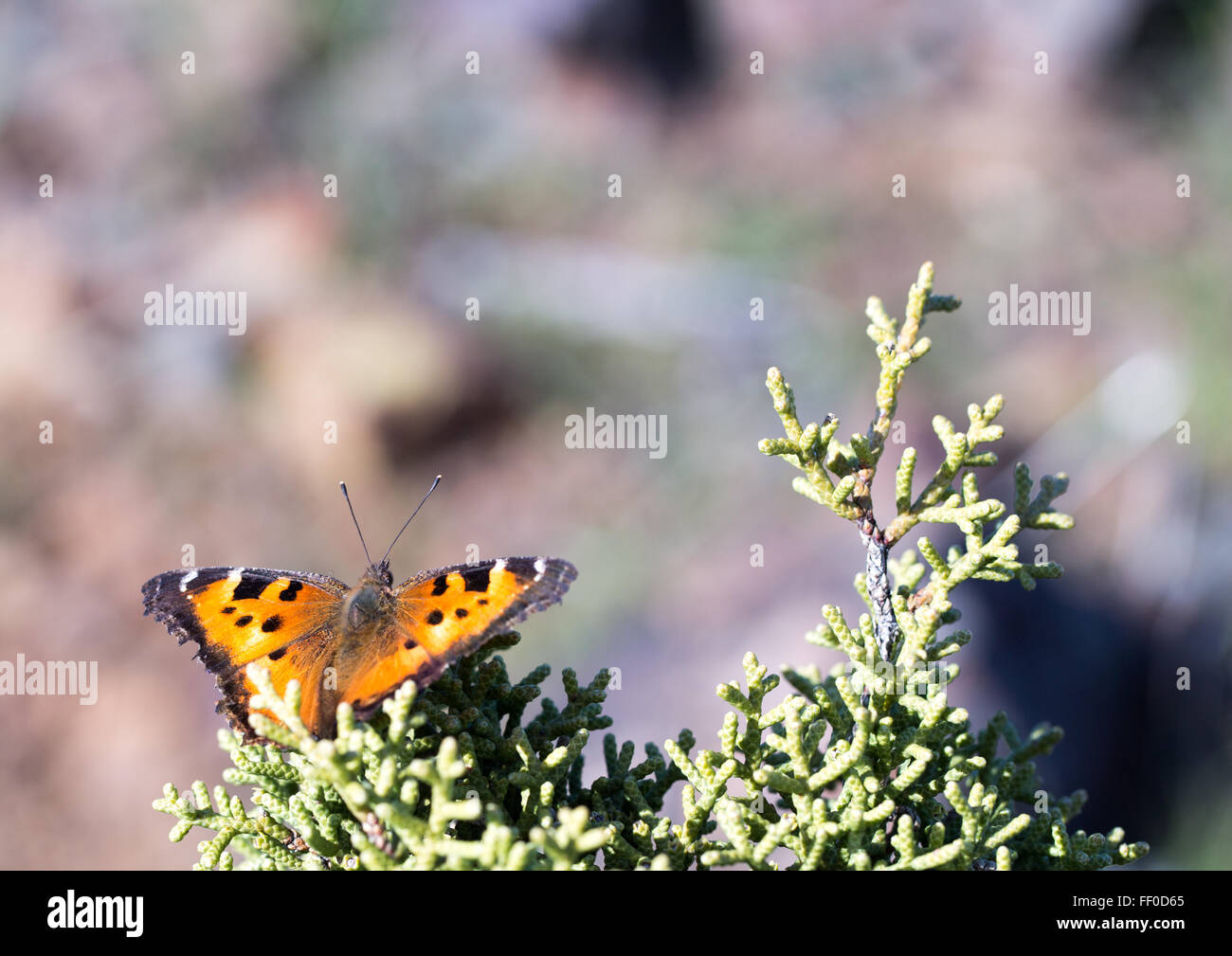 Hoary Comma - Polygonia gracilis Stock Photo - Alamy