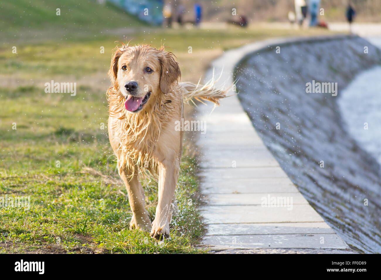 wet golden retriever splashing water everywhere Stock Photo - Alamy