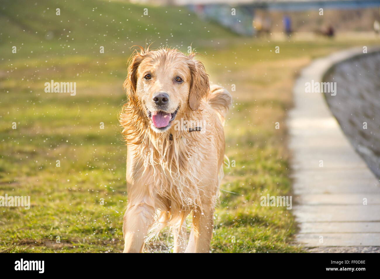 wet golden retriever splashing water everywhere Stock Photo - Alamy