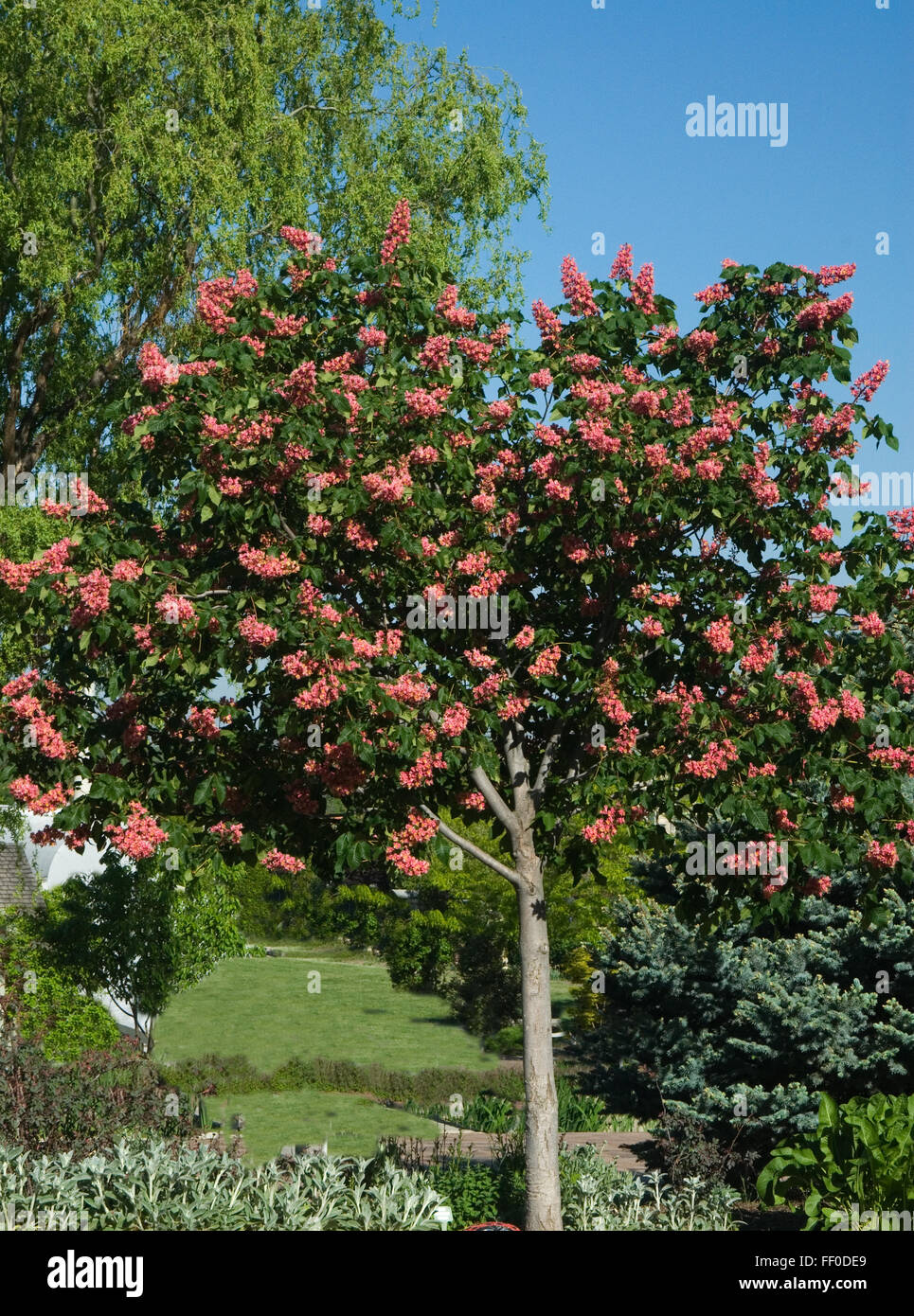 Aesculus x hi-res stock photography and images - Alamy