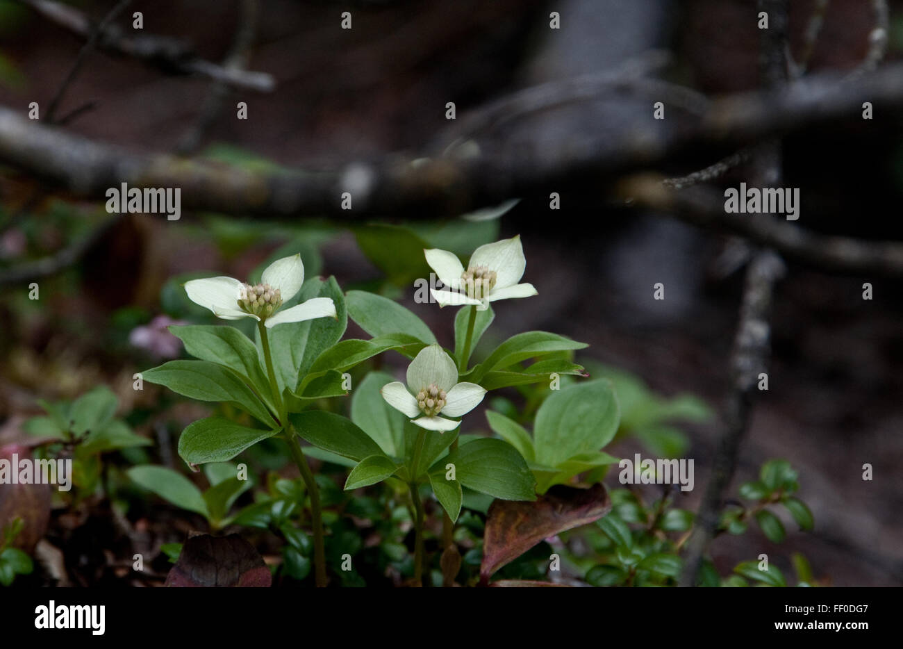 Cornus canadensis hi-res stock photography and images - Alamy