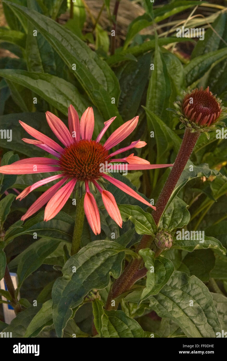 Echinacea ' Sunset' Stock Photo - Alamy