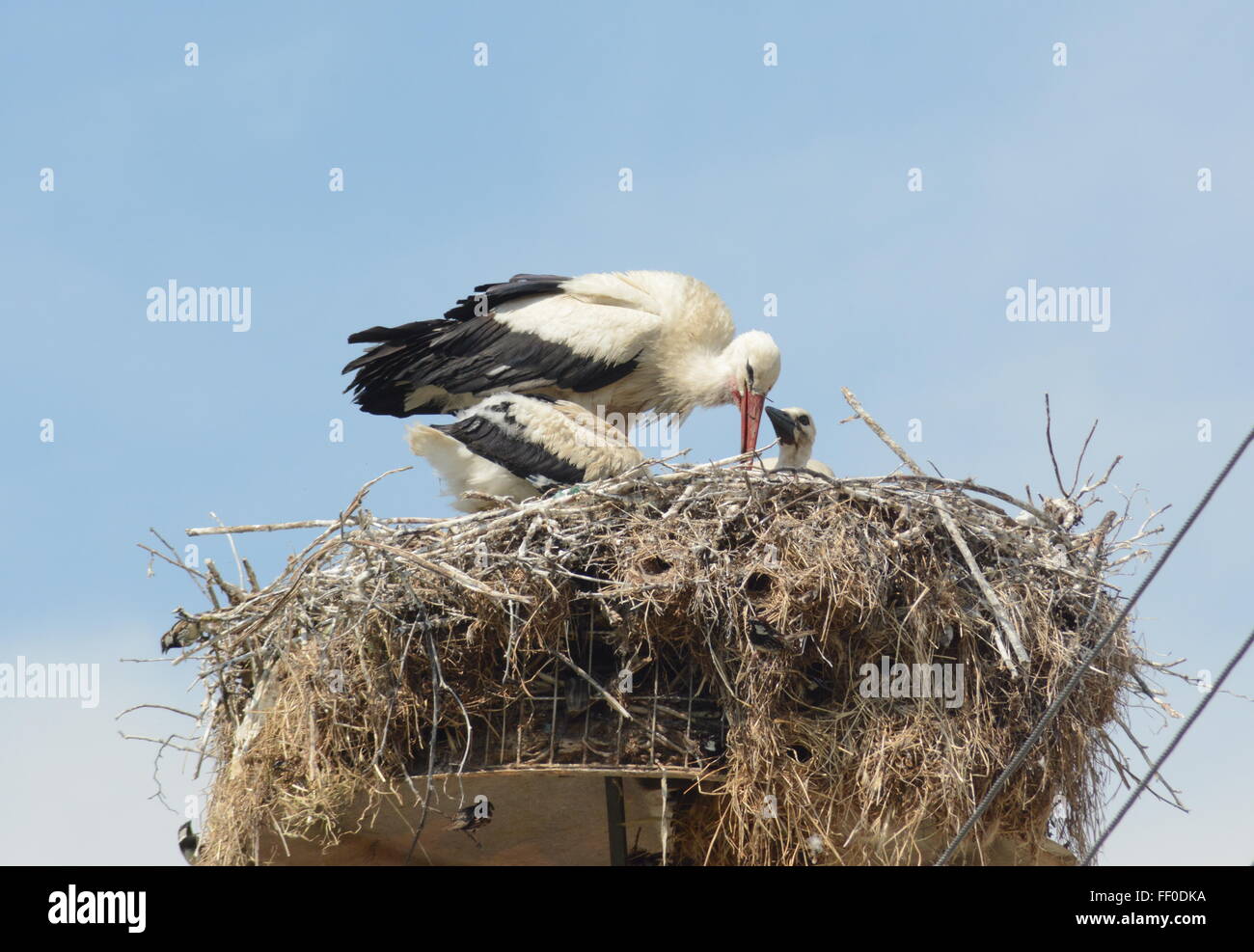 White stork (Ciconia ciconia) with chicks in nest in Northern Greece ...