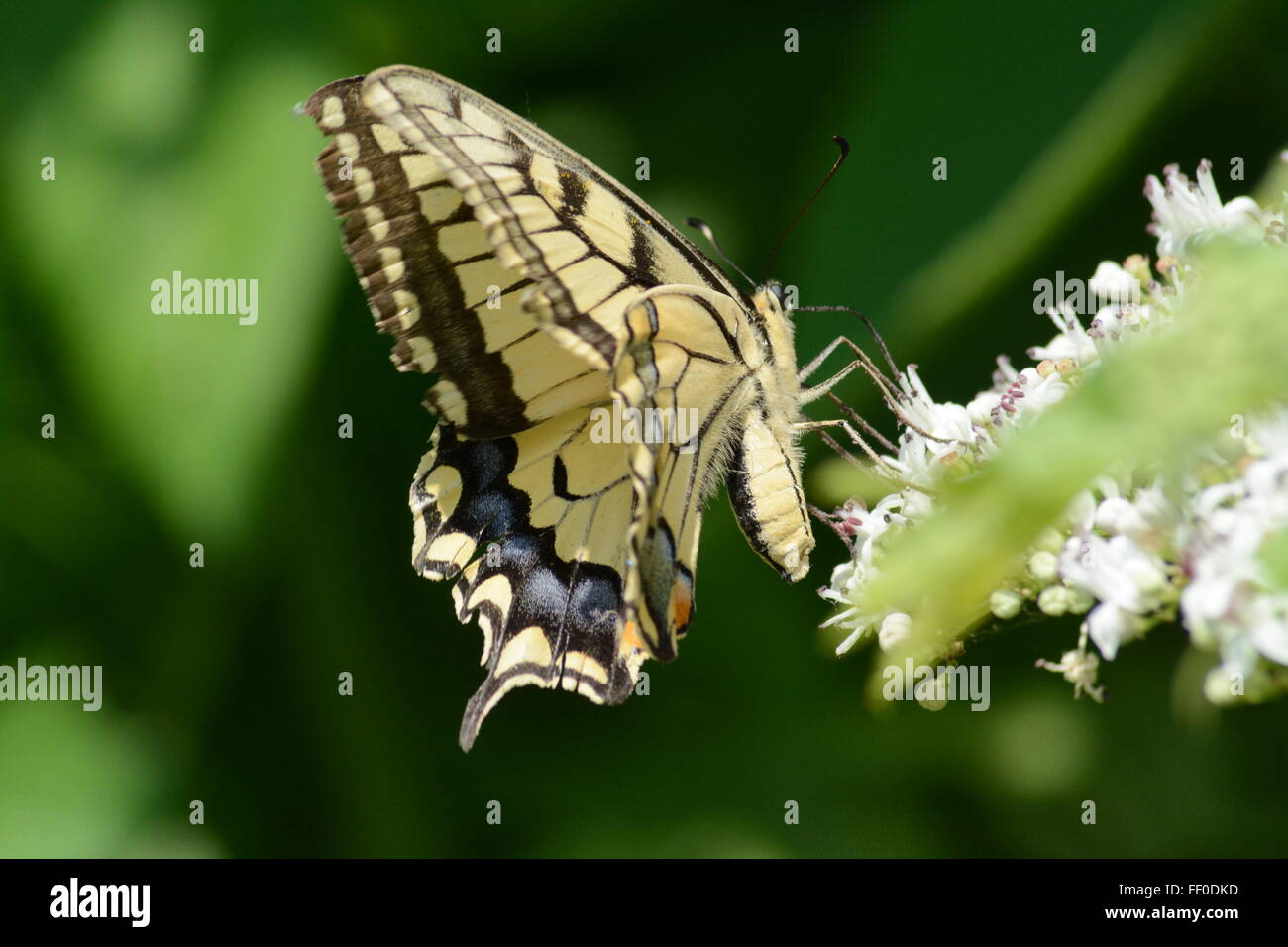 Swallowtail butterfly (Papilio machaon) on white flowers in Northern ...