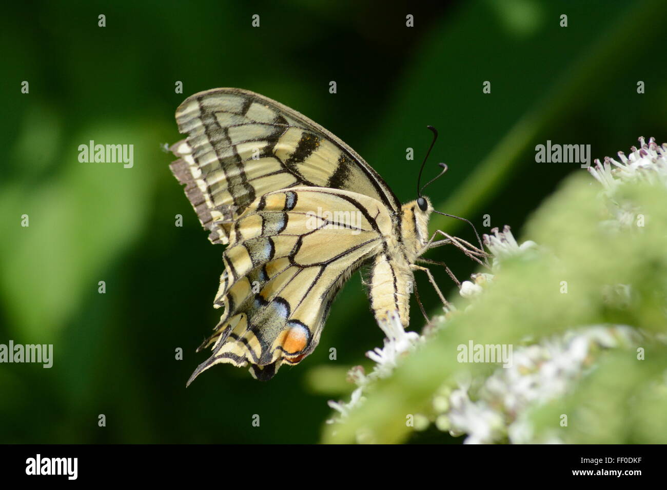 Swallowtail butterfly (Papilio machaon) on white flowers in Northern ...