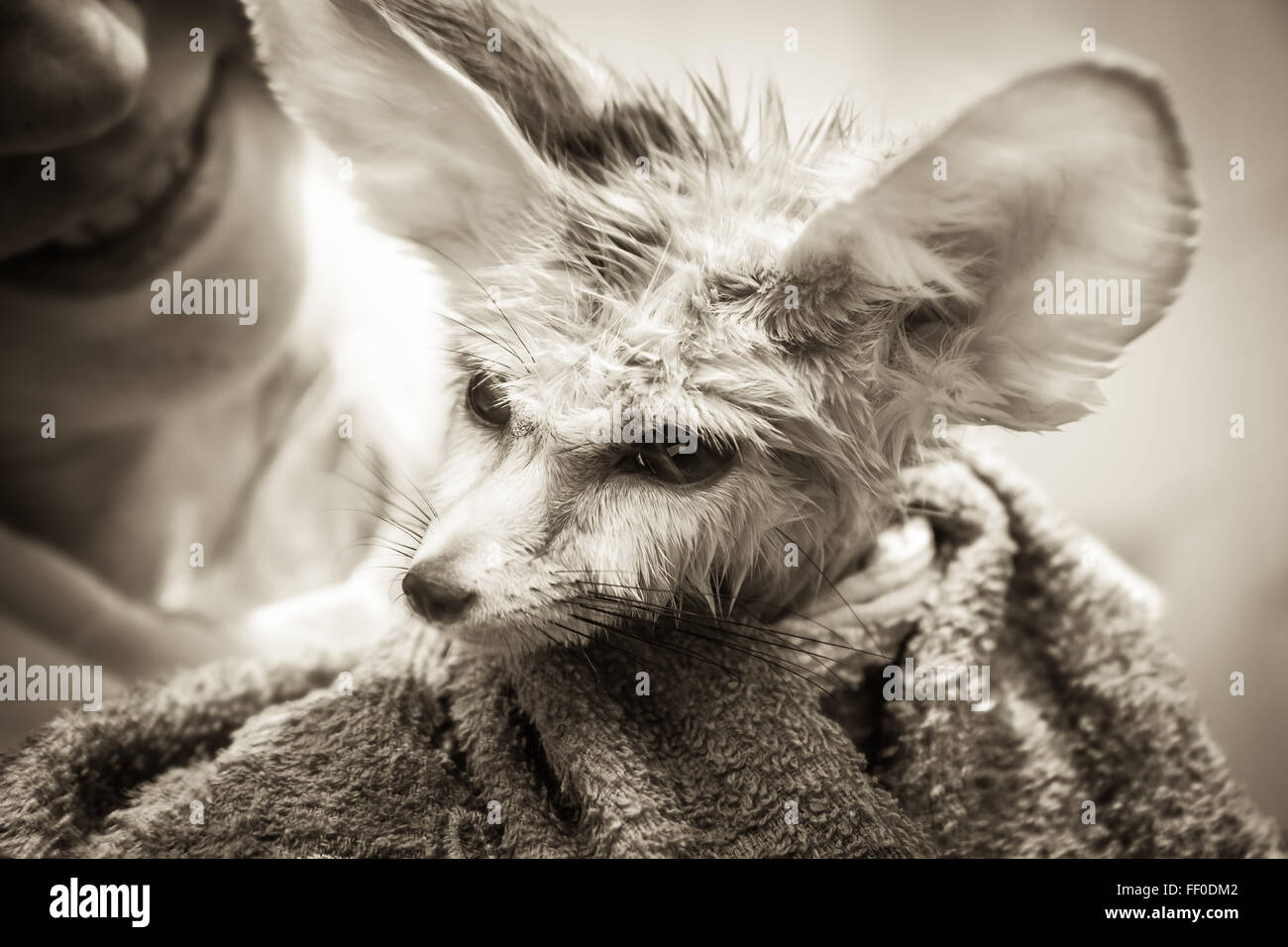 Funny disheveled puppy fennec fox with his smiling owner on background ...