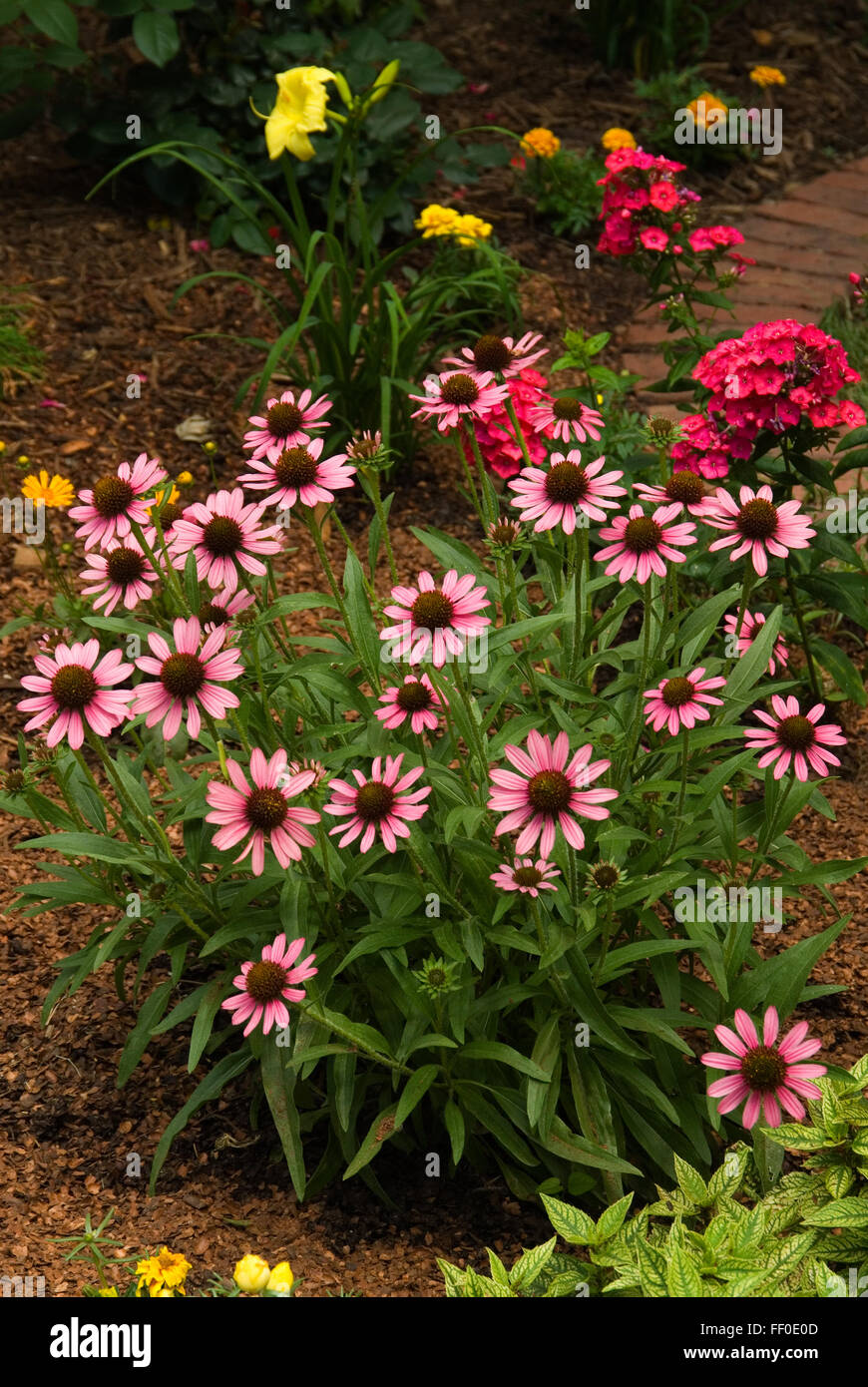 Echinacea Pixie Meadowbrite Stock Photo - Alamy