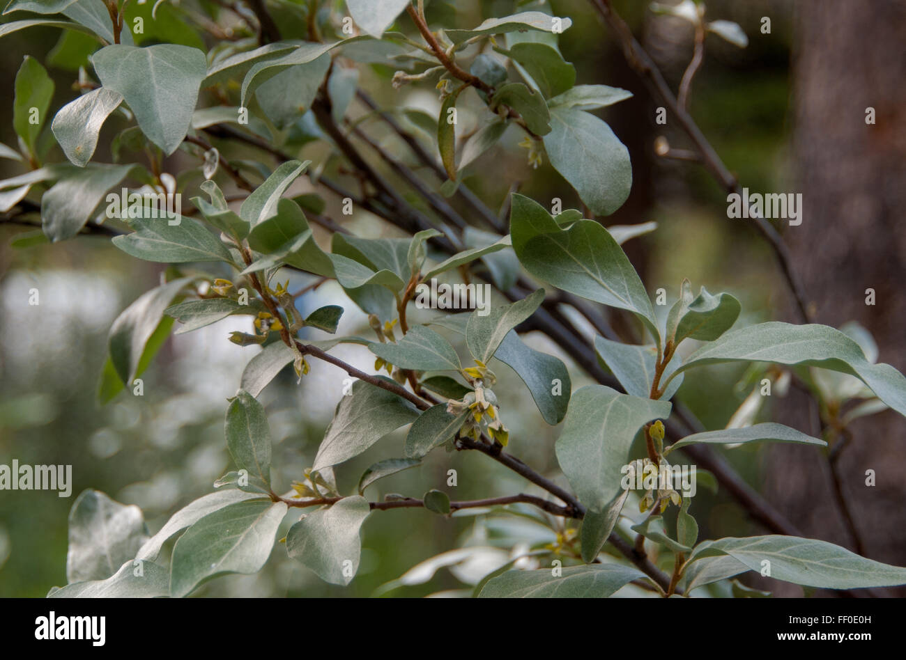 Eleagnus multiflora hi-res stock photography and images - Alamy