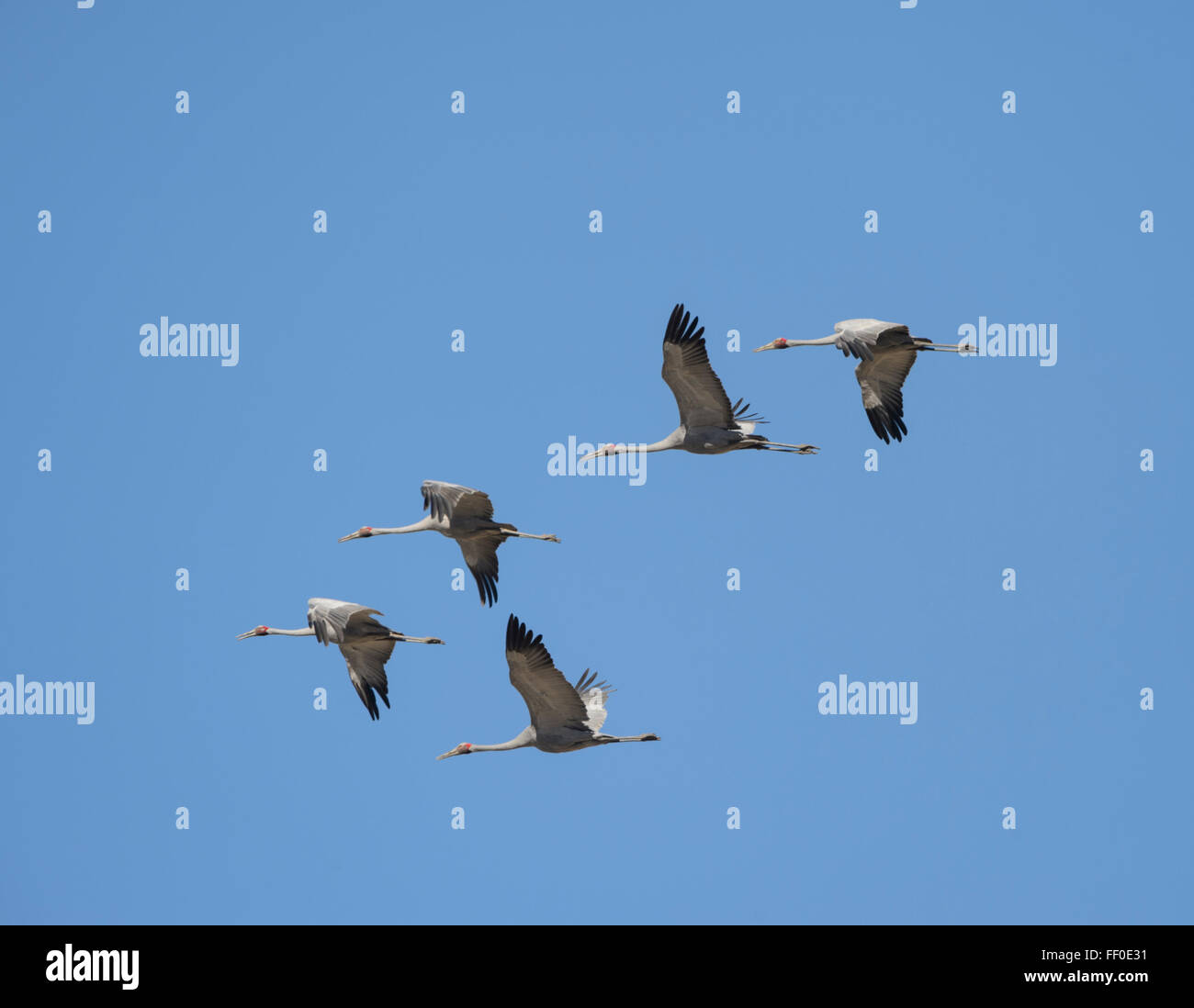 Brolga hi-res stock photography and images - Alamy