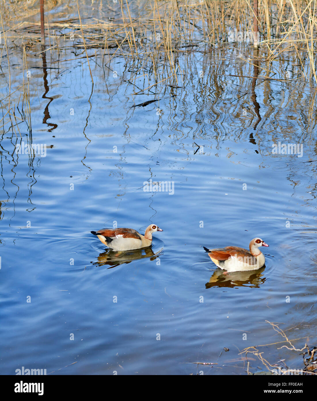 Different species of waterfowl birds, including ducks and geese ...