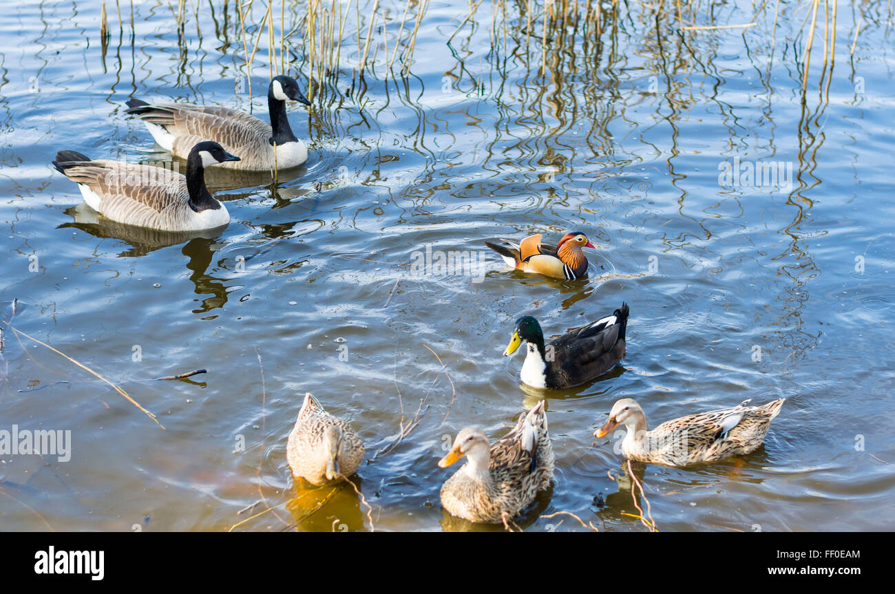 Different species of waterfowl birds, including ducks and geese ...