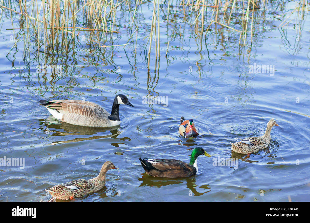 Different species of waterfowl birds, including ducks,Mandarin duck and ...