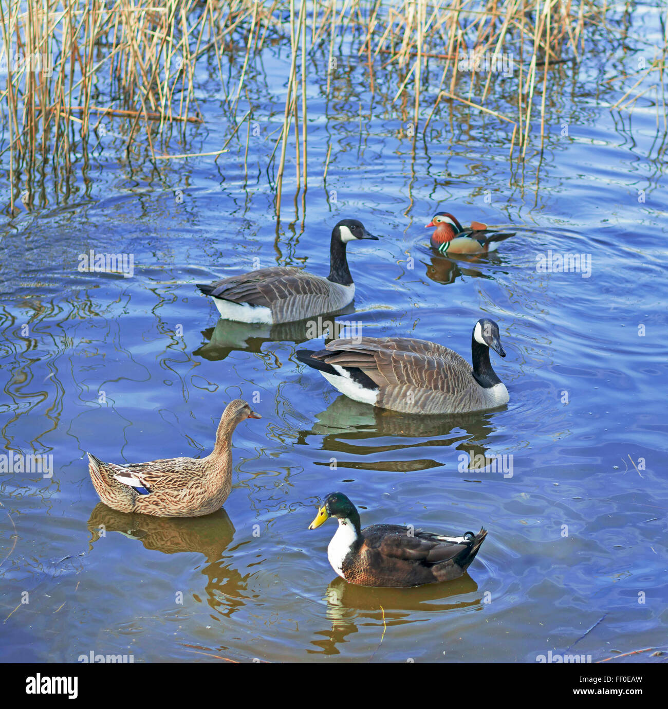 Different species of waterfowl birds, including ducks,Mandarin duck and ...