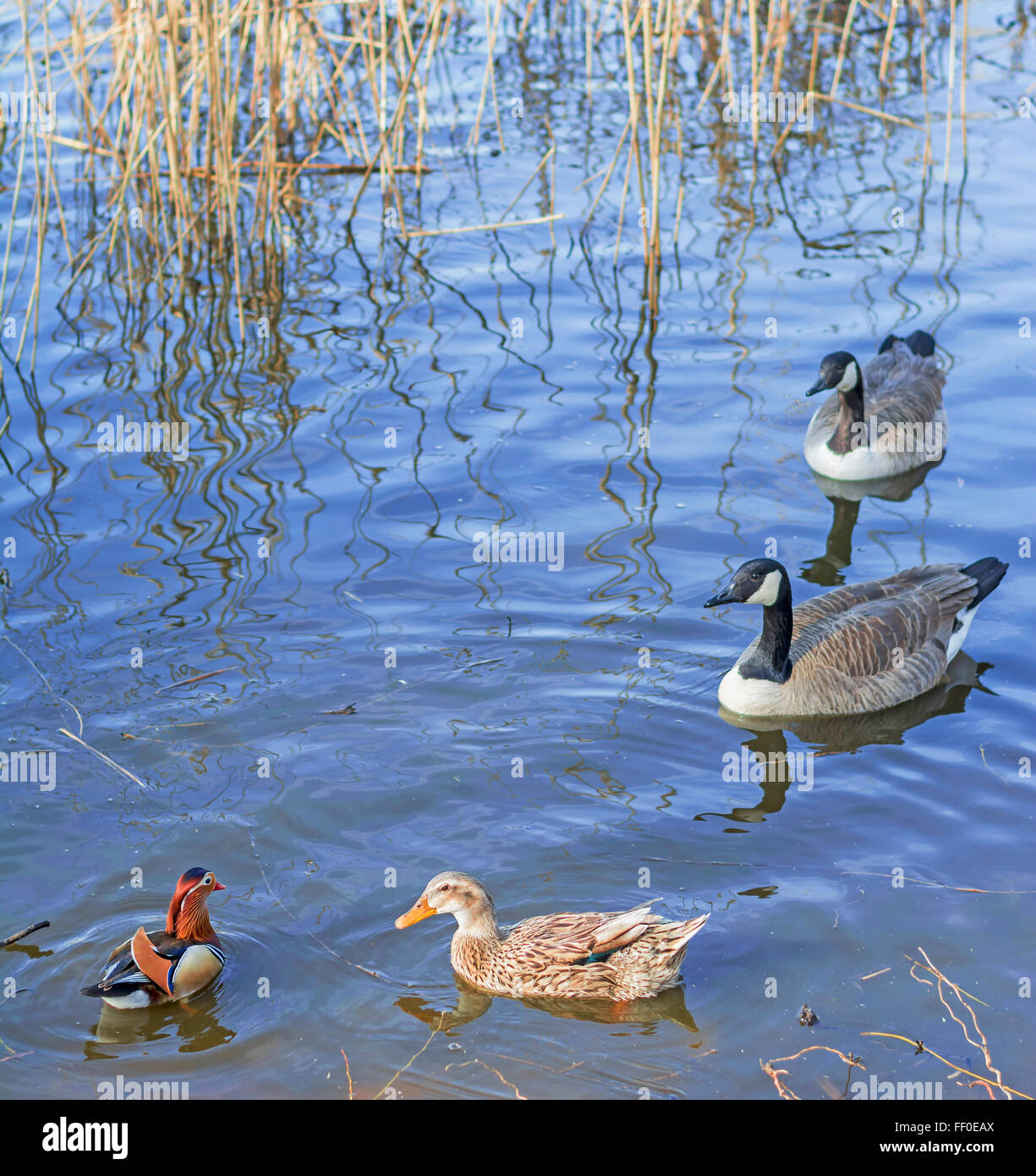 Different species of waterfowl birds, including ducks,Mandarin duck and ...