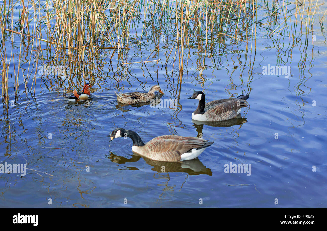 Different species of waterfowl birds, including ducks,Mandarin duck and ...