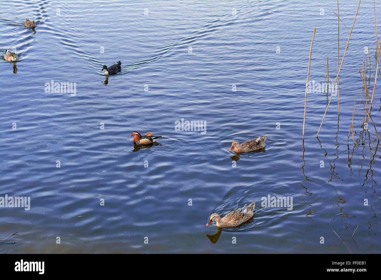 Different species of waterfowl birds, including ducks ,Mandarin duck ...