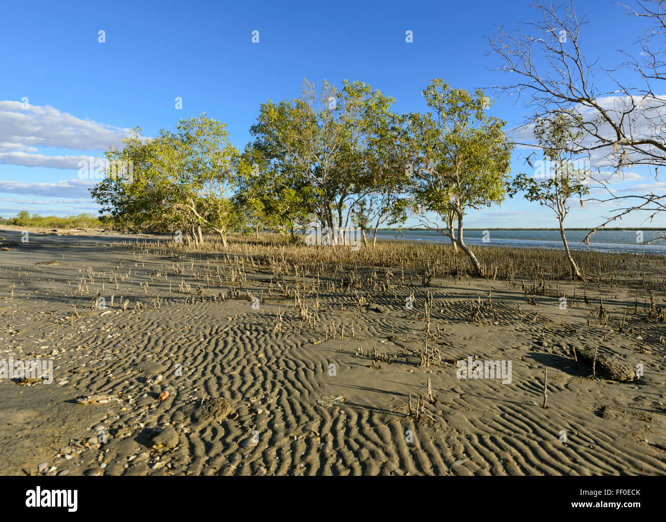 Coastal Mangrove, Karumba Beach, Queensland, Australia Stock Photo - Alamy