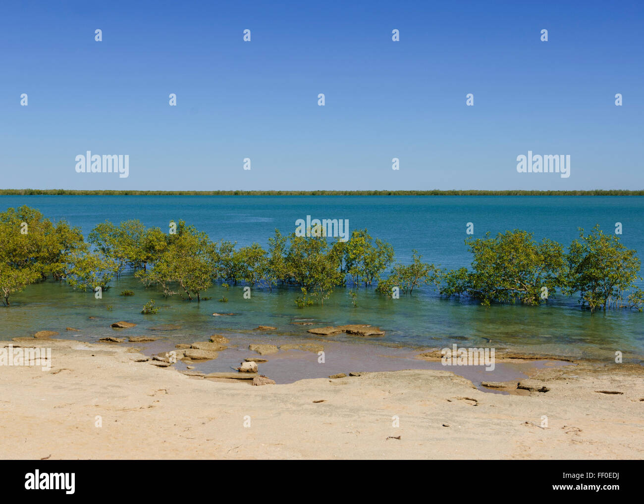 Mangrove beach blue sky hi-res stock photography and images - Alamy