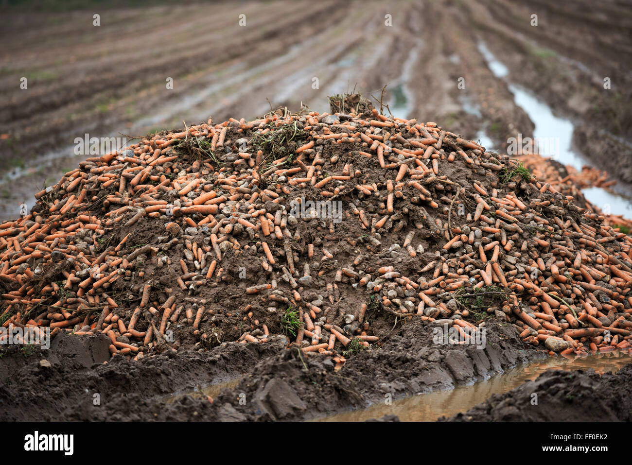 Food waste uk hi-res stock photography and images - Alamy