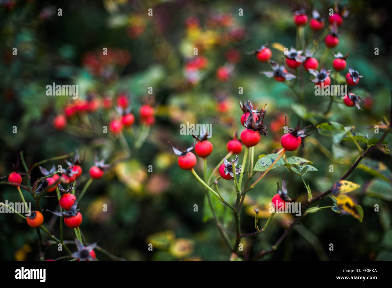 Lordship Park High Resolution Stock Photography and Images - Alamy