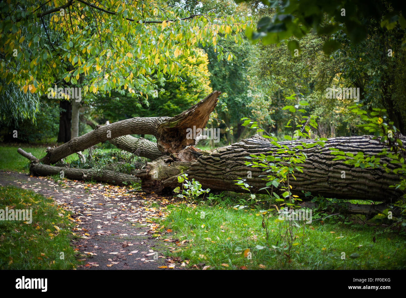 Trees blown down england hi-res stock photography and images - Alamy