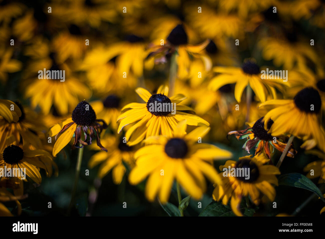 Withering hi-res stock photography and images - Alamy