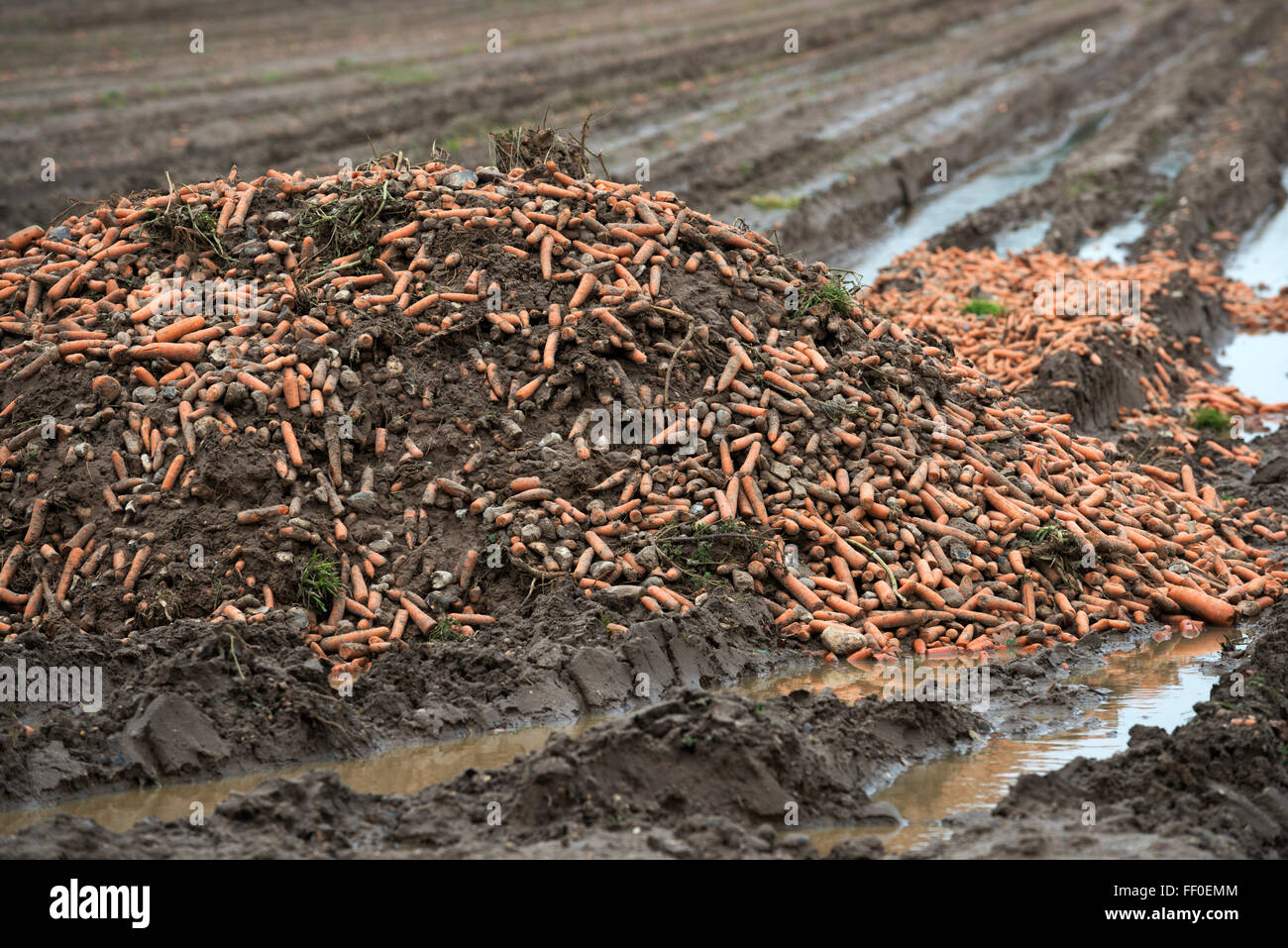 Food waste uk hi-res stock photography and images - Alamy