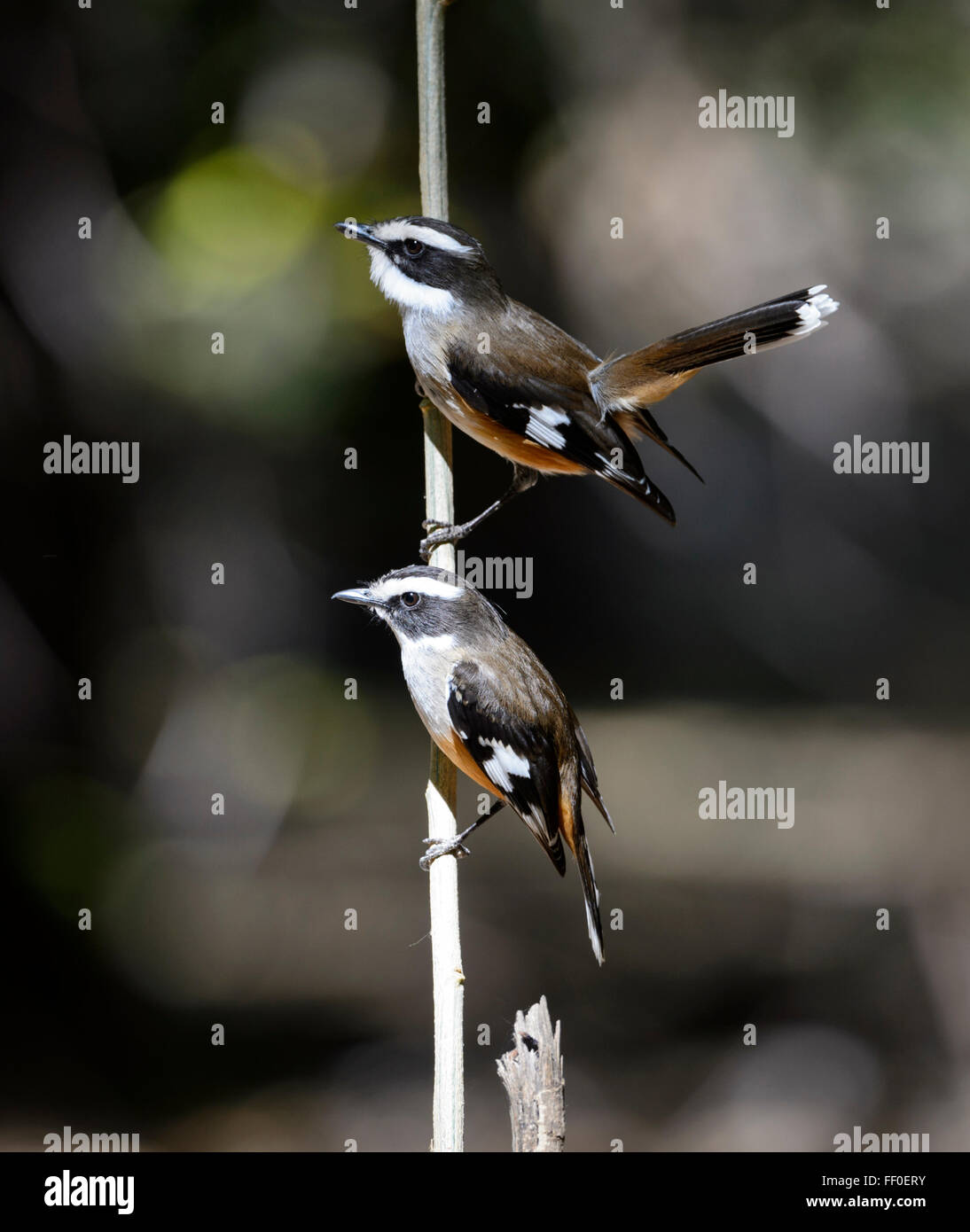 White-browed Robins (Poecilodryas superciliosa), Lawn Hill, Queensland ...