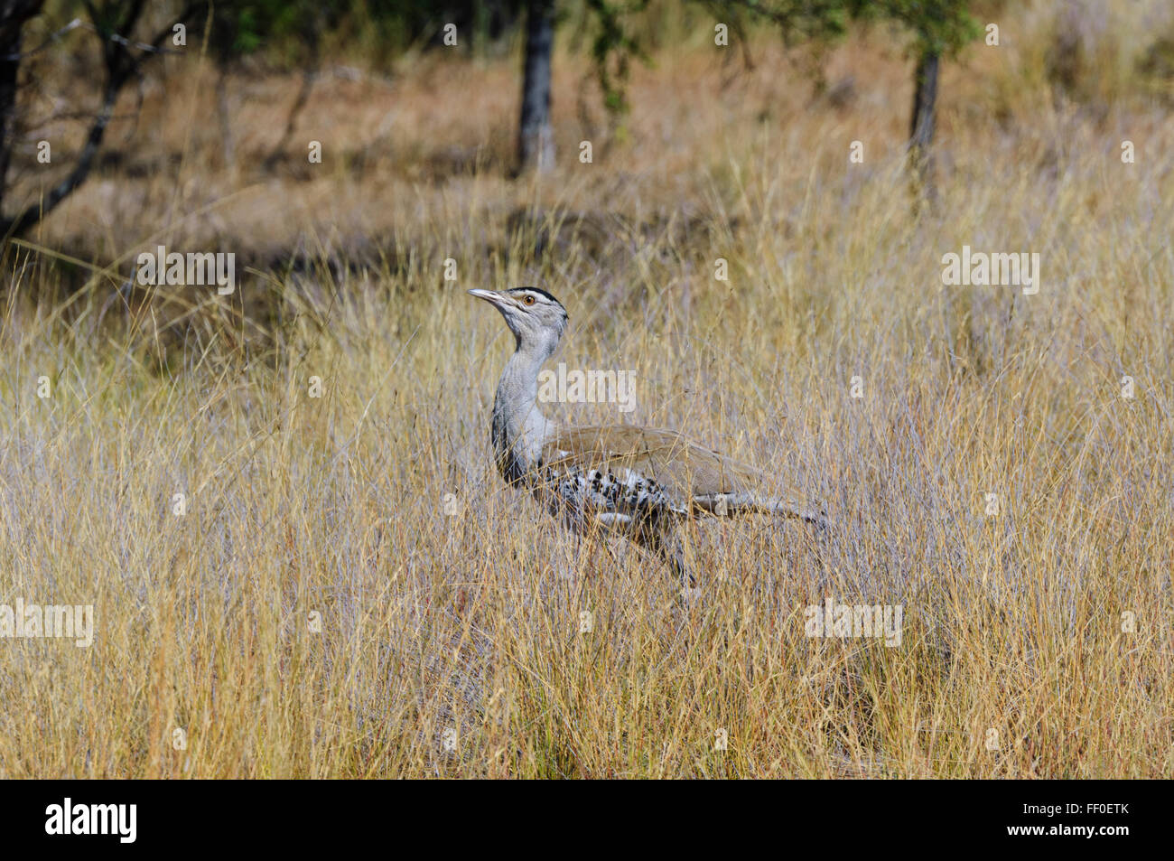 Australian Bustard (Ardeotis australis), Lawn Hill, Queensland ...