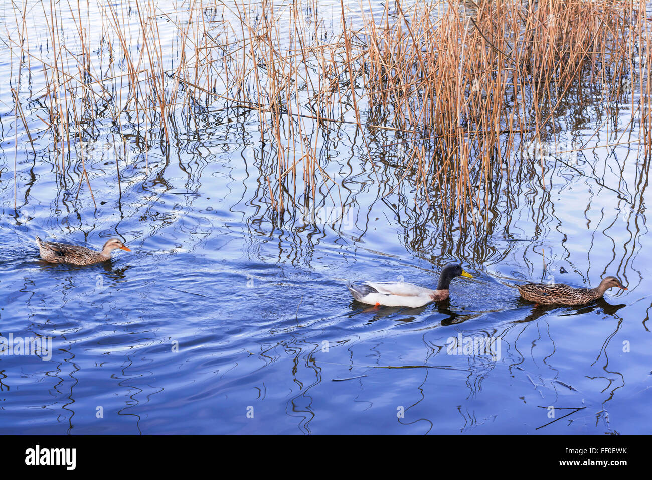 Different species of waterfowl birds, including ducks and geese ...