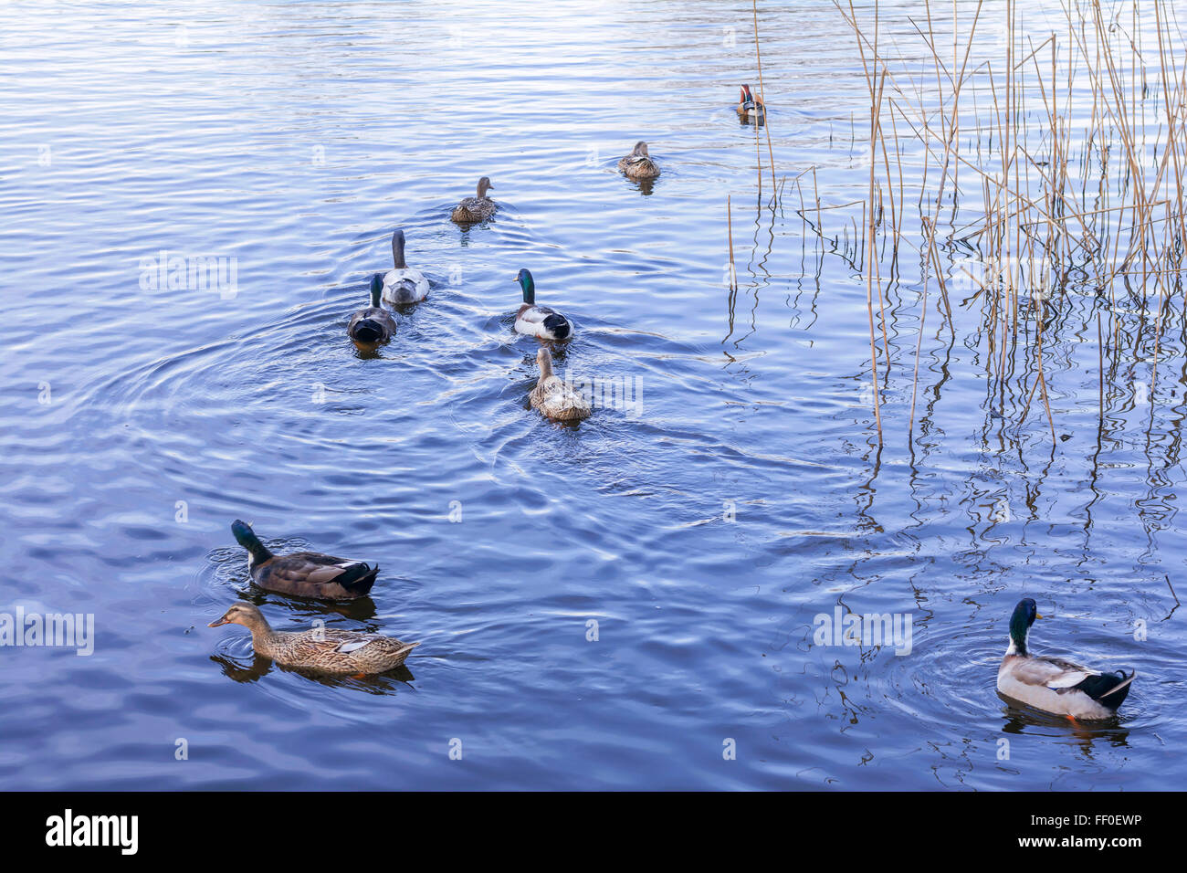 Different species of waterfowl birds, including ducks and geese ...