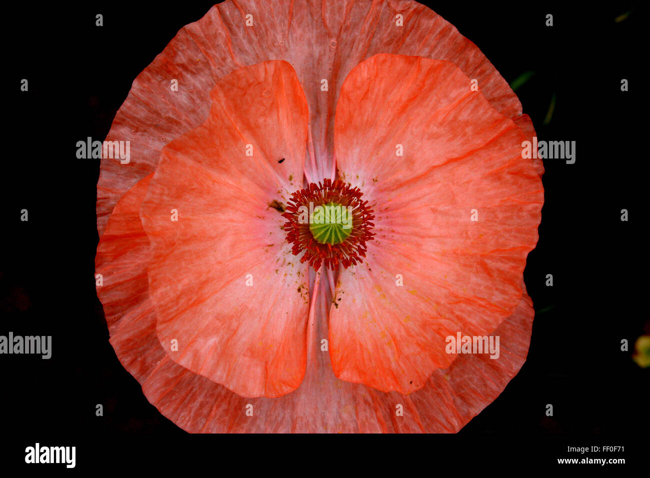 Miss poppy hi-res stock photography and images - Alamy
