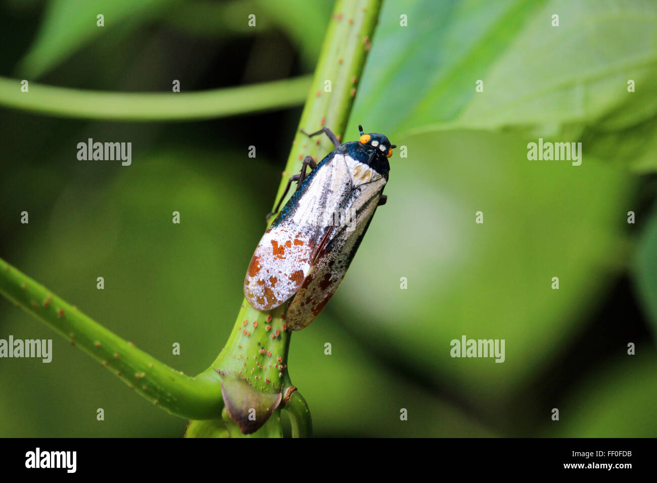 GUNUNG MULU/MALAYSIA - CIRCA NOVEMBER 2015: A colorful insect on a ...
