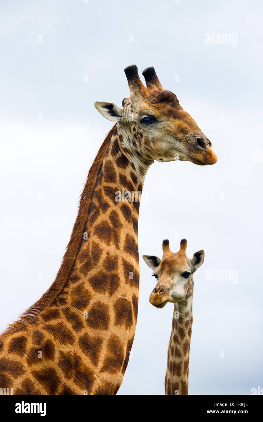 Coat patterns hi-res stock photography and images - Alamy