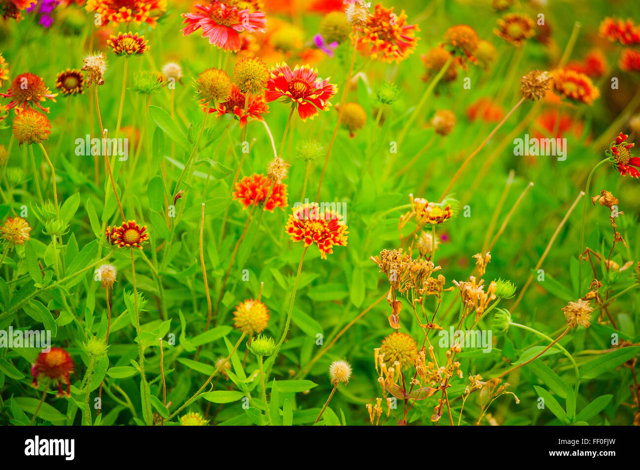 Many colored flowers hi-res stock photography and images - Alamy