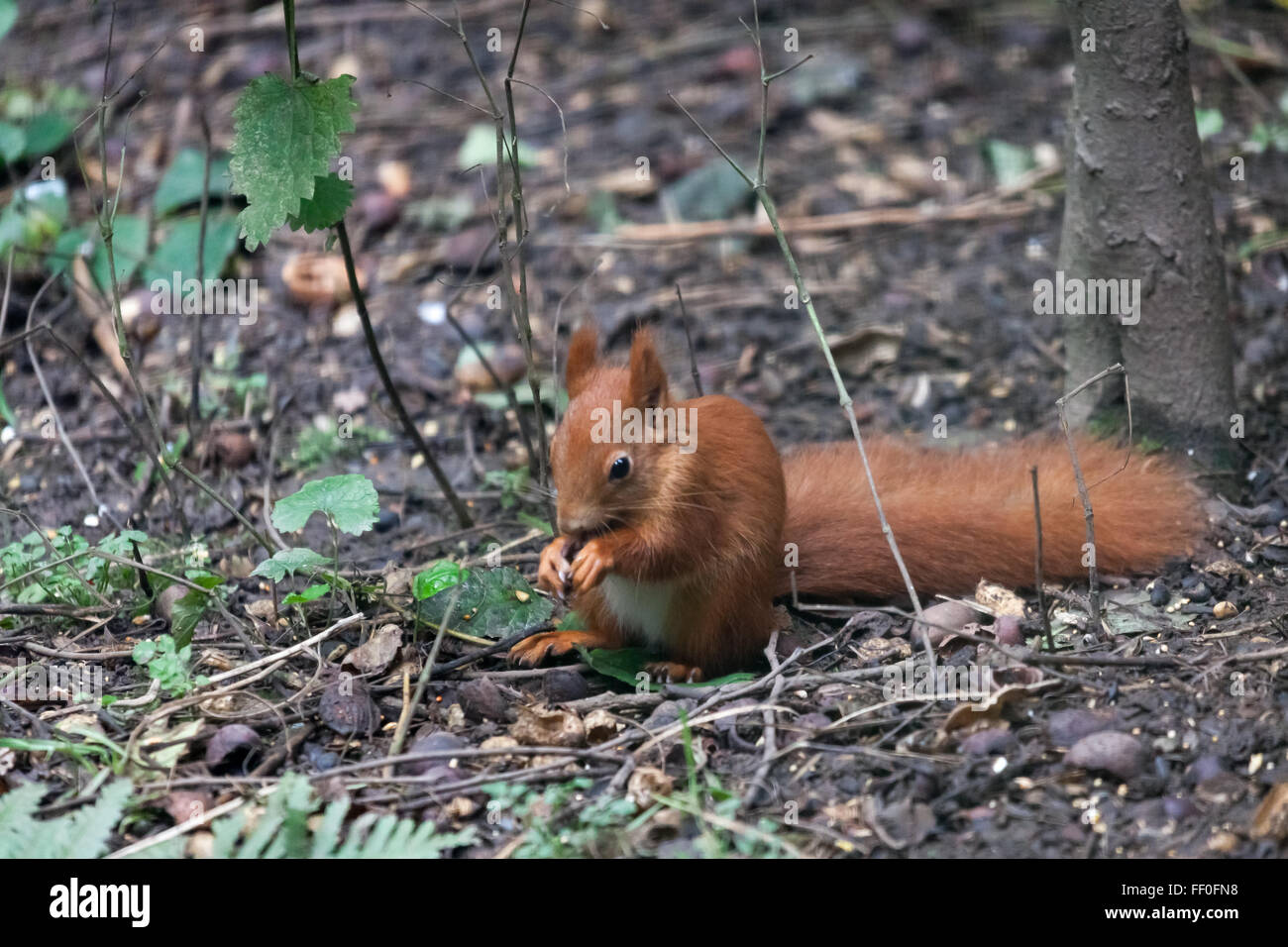 Welsh squirrel hi-res stock photography and images - Alamy
