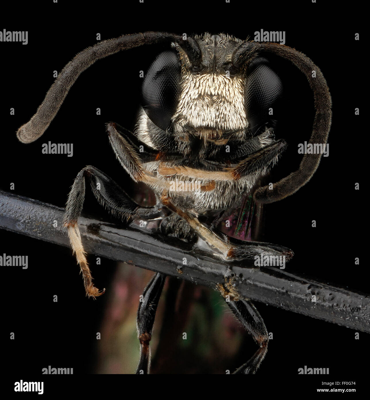 This image showcases a wasp species from the Dominican Republic ...