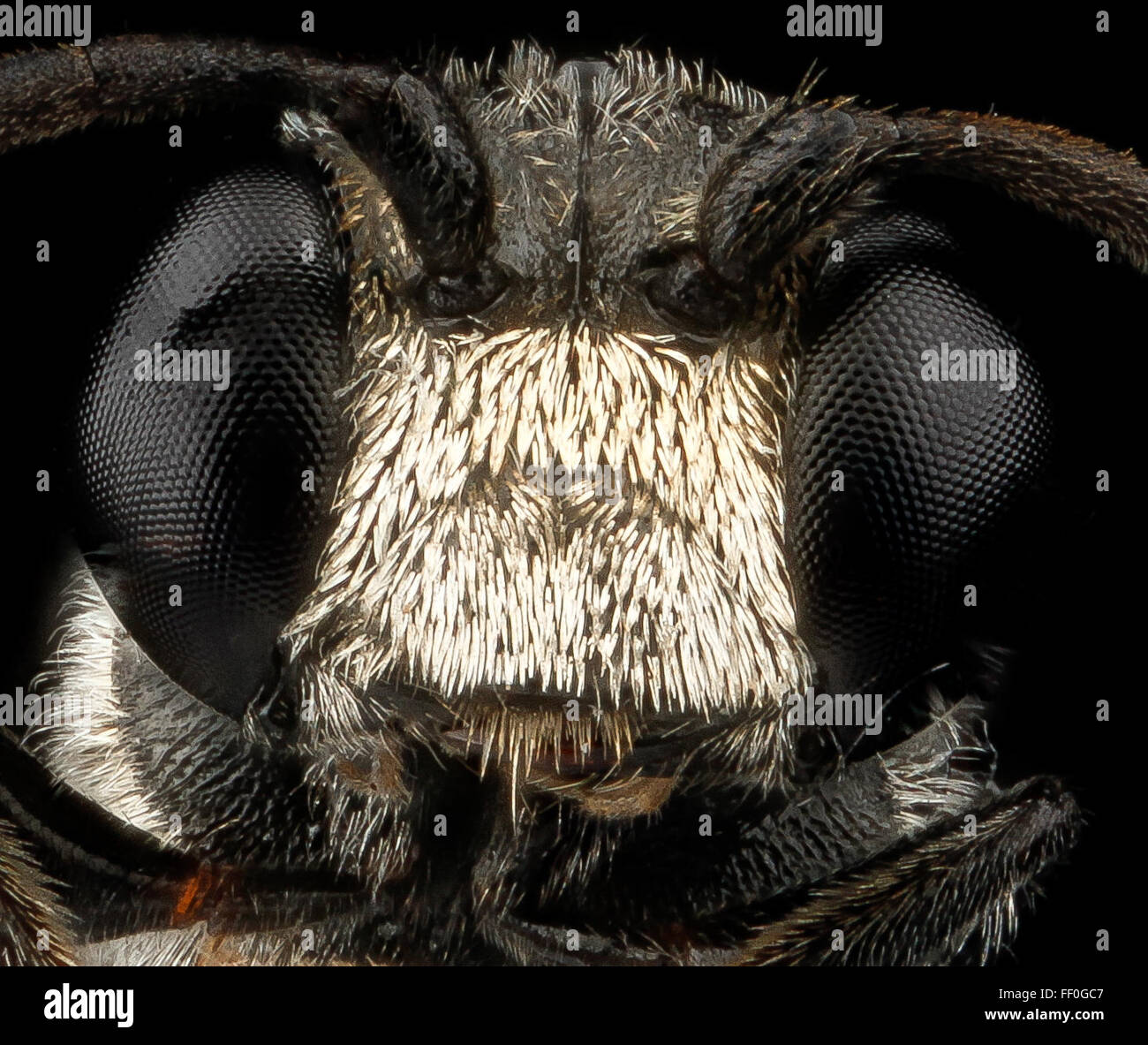 A close-up shot of an unidentified wasp species from the Dominican ...