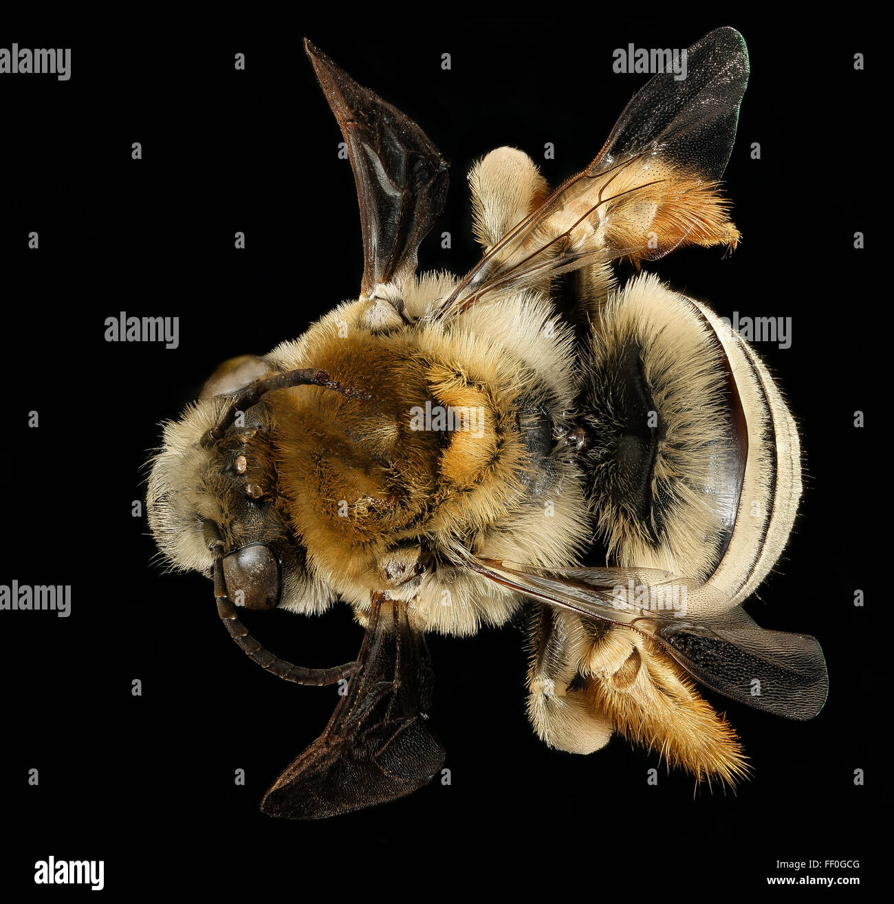 Eucera aragalli, a female bee species, photographed from the back in ...