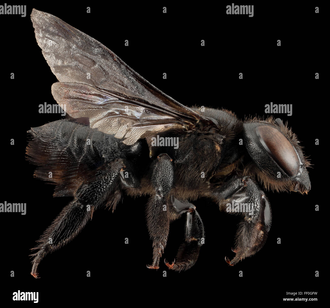 Xylocopoides hi-res stock photography and images - Alamy