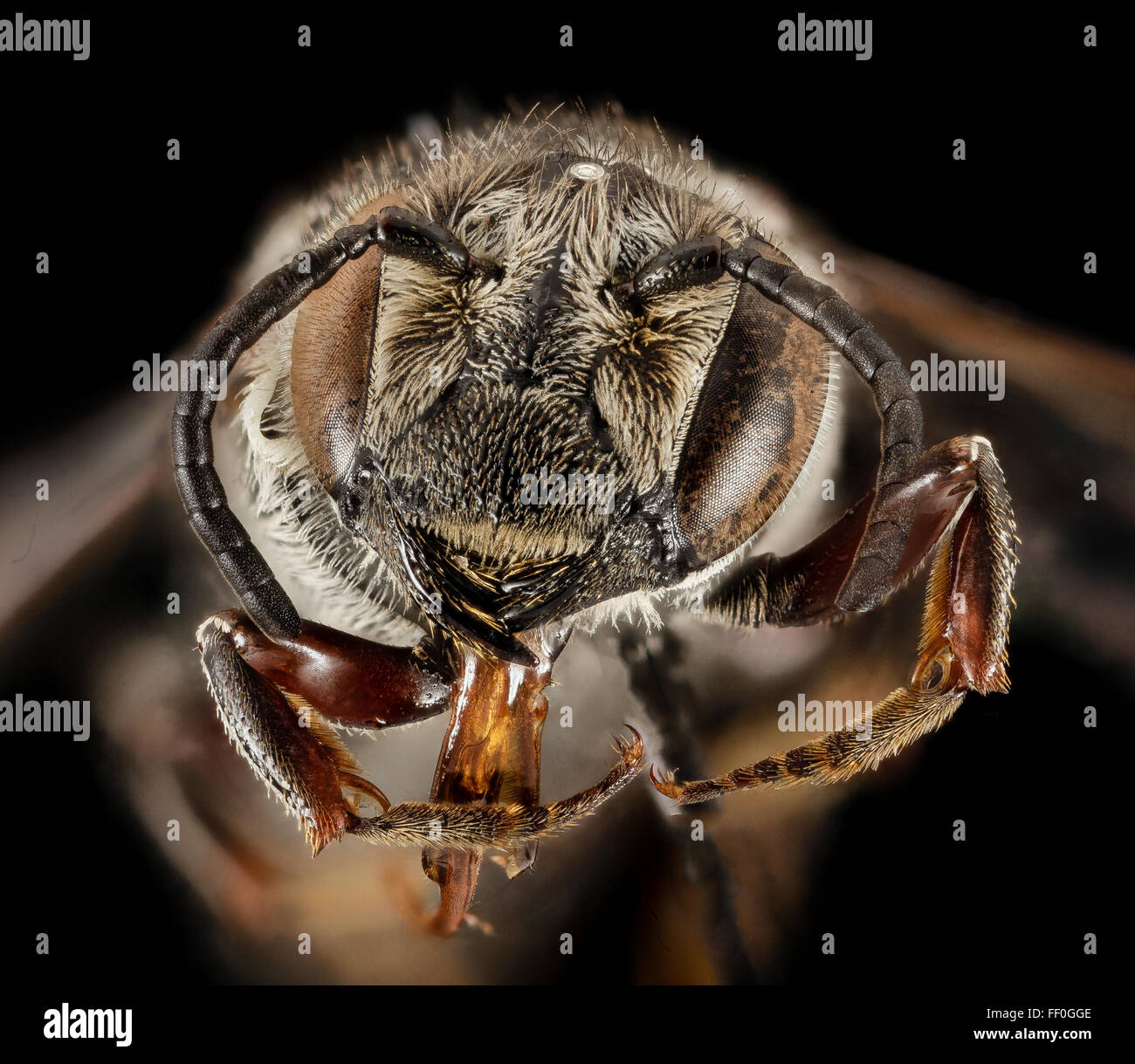 This photograph shows the face of a female Coelioxys alternata, a ...