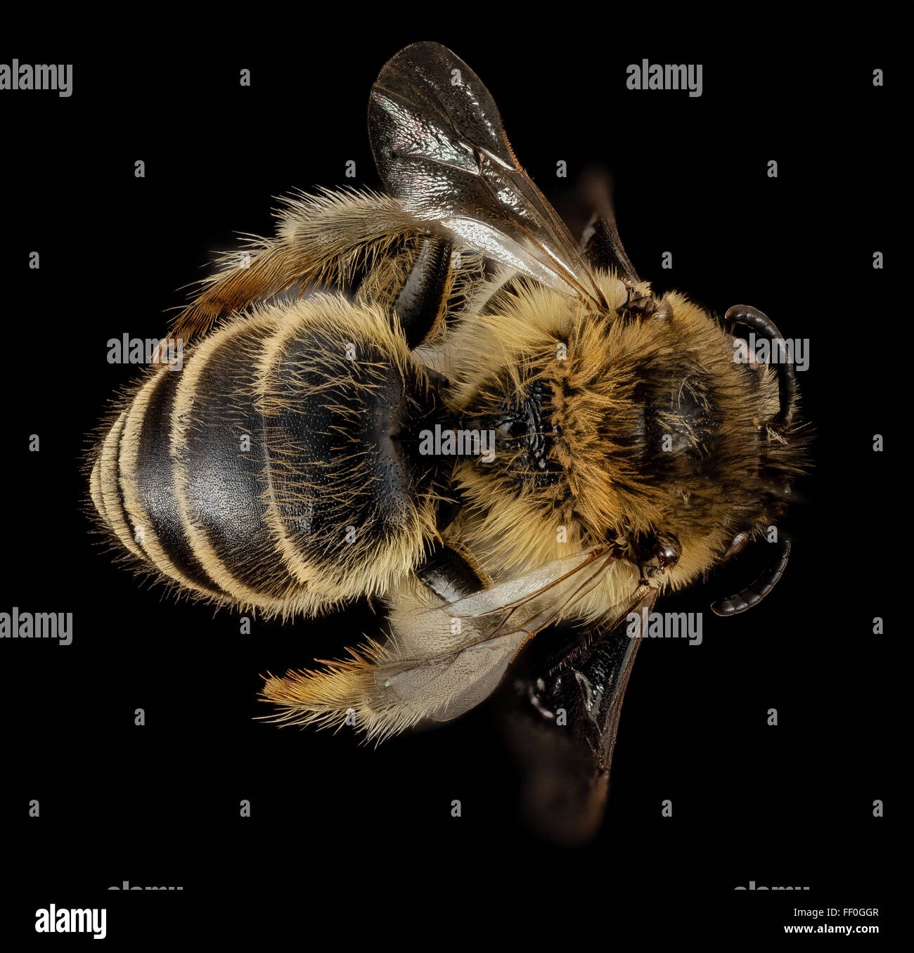 A female Colletes cariniger bee photographed in the Aegean Islands ...