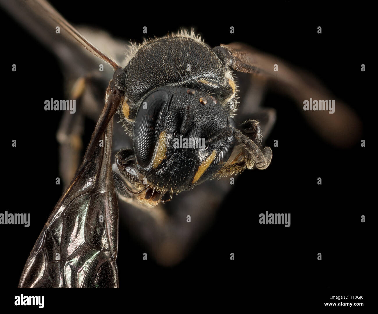 This image features a close-up of a female Hylaeus verticalis bee from ...