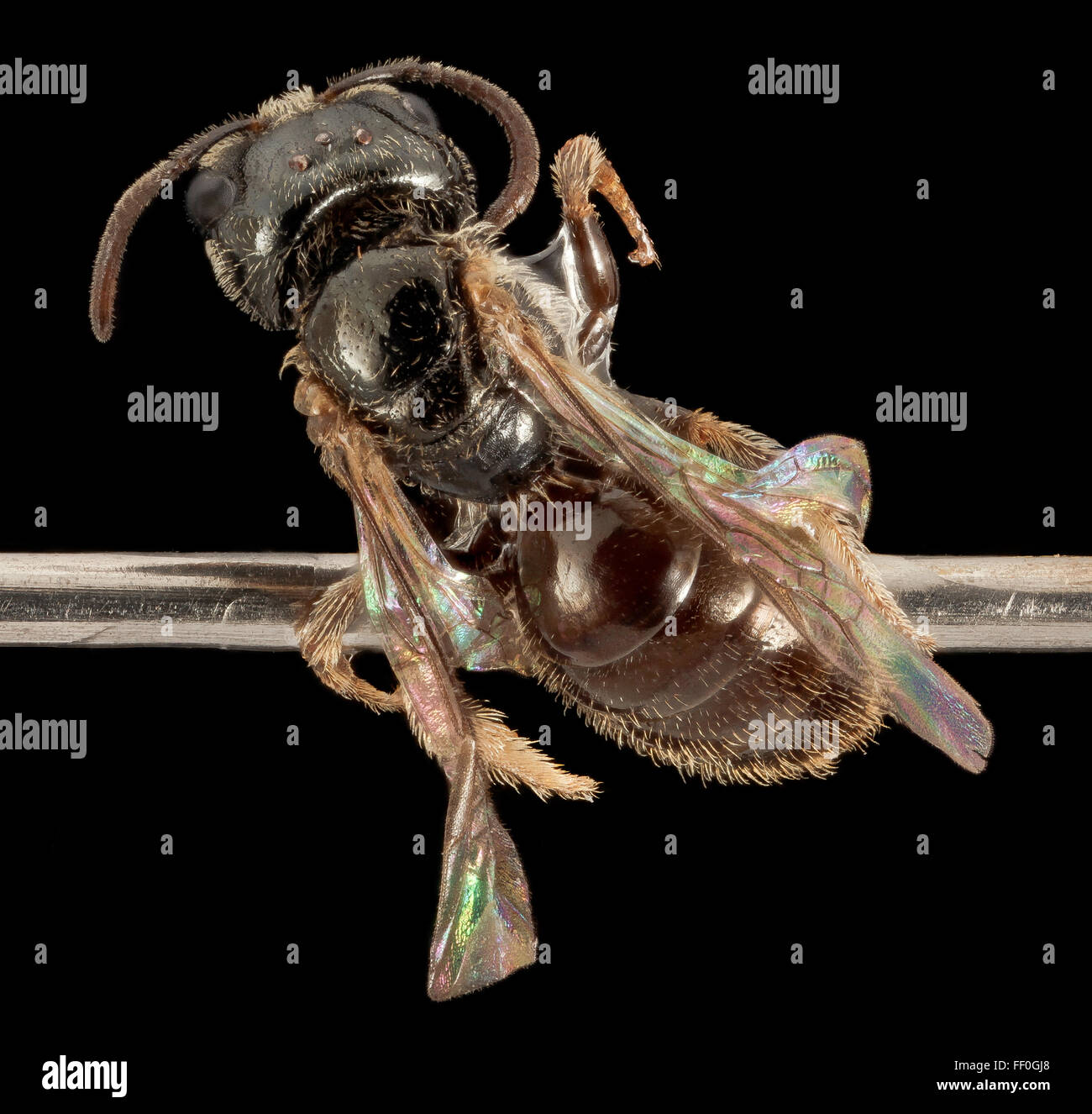 This image captures a female Lasioglossum lionotum, a species of bee ...