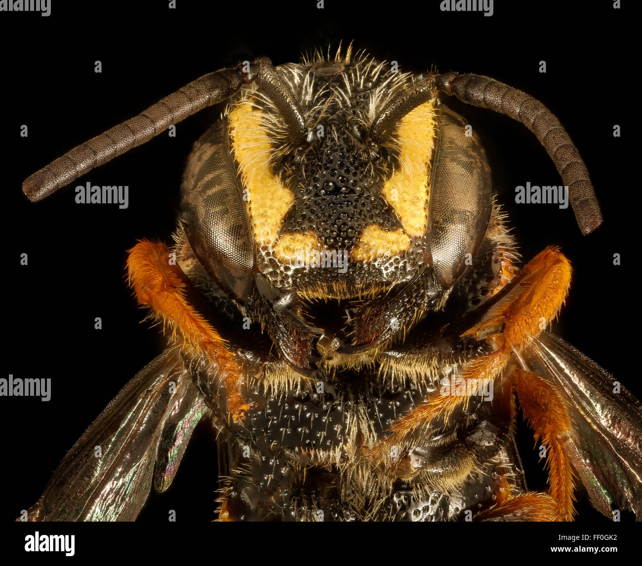 A male Stelis louisae bee is shown in close-up from Dorchester County ...