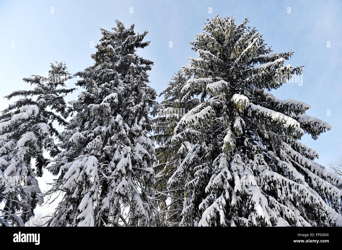 Winter scene with pine tree branches loaded with snow after heavy ...