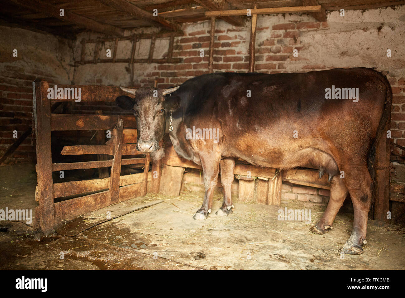 A single cow in a stable in the countryside Stock Photo - Alamy