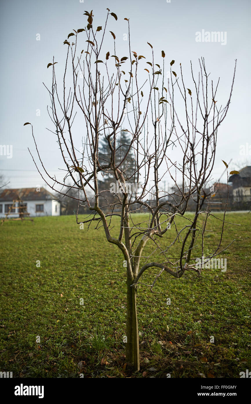 Single young apple tree on a grass field in the countryside Stock Photo ...
