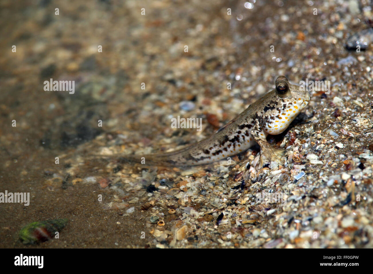 KUCHING/MALAYSIA - CIRCA NOVEMBER 2015: Tradpole almost frog in Bako ...